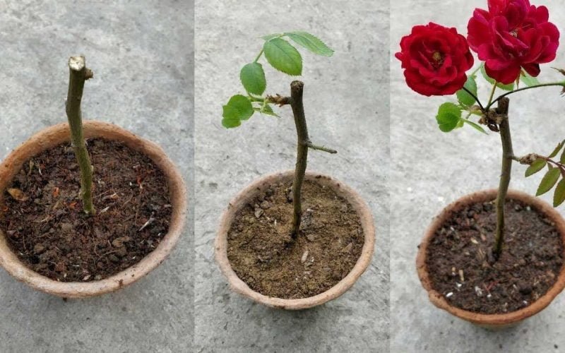Come far crescere un gambo di rosa passo dopo passo? - ricette e consigli